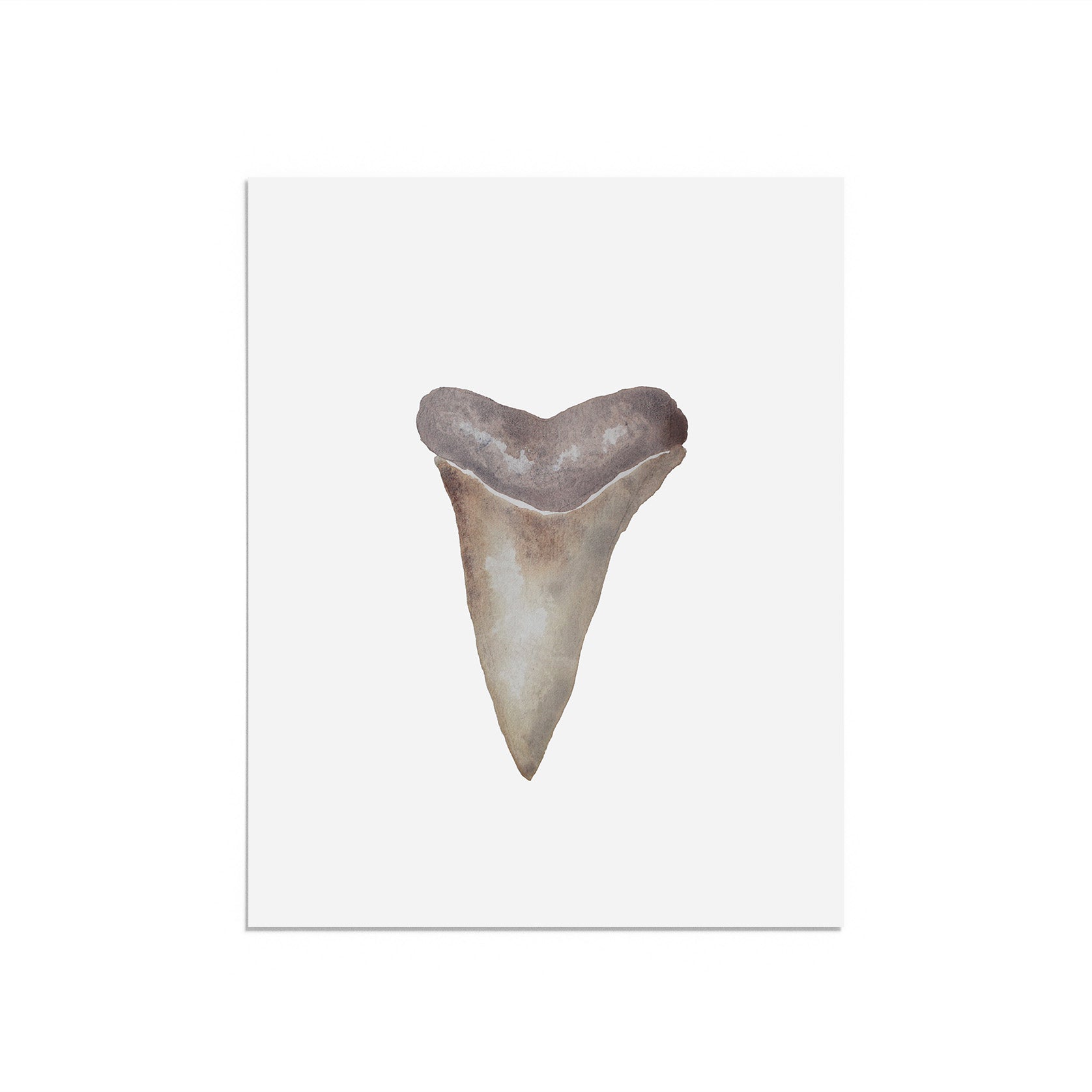 Megalodon Tooth Drawing "Megalodon And Other Sharks: Tooth Size
